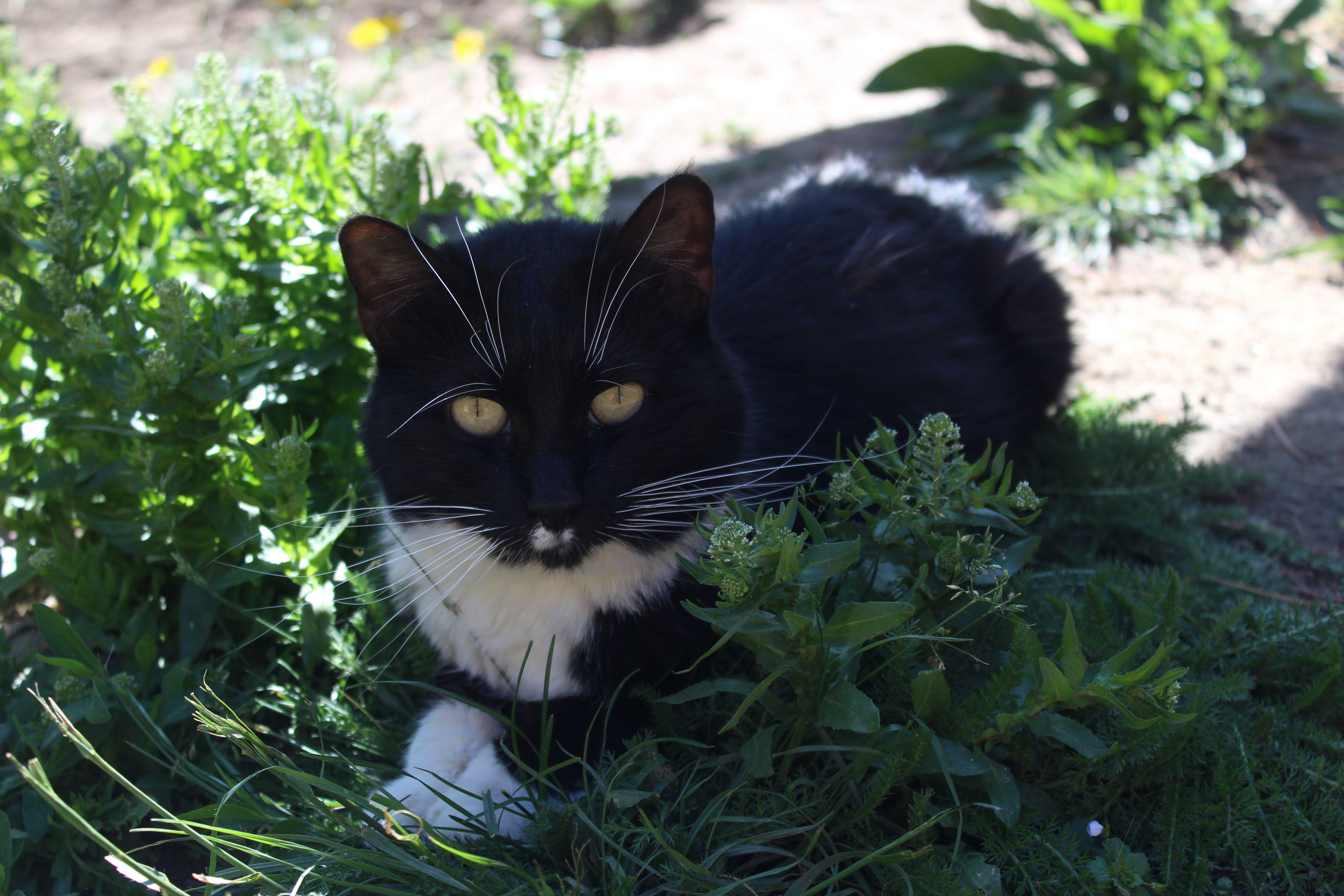 La SPA Sud Alpine vous présente ROSE MERY