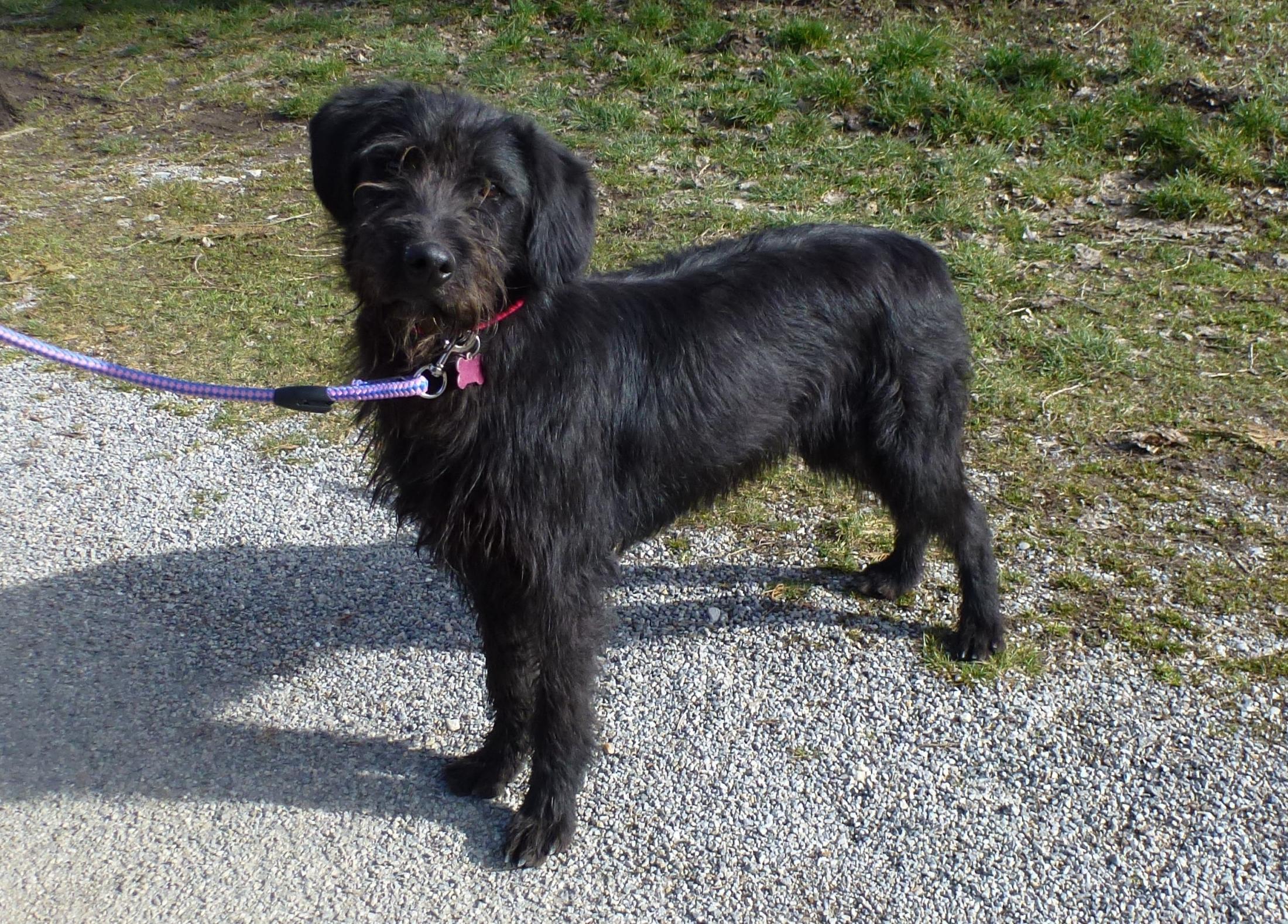 Le chien du mois de mars : Luffy le gros bébé | SPA Hautes-Alpes