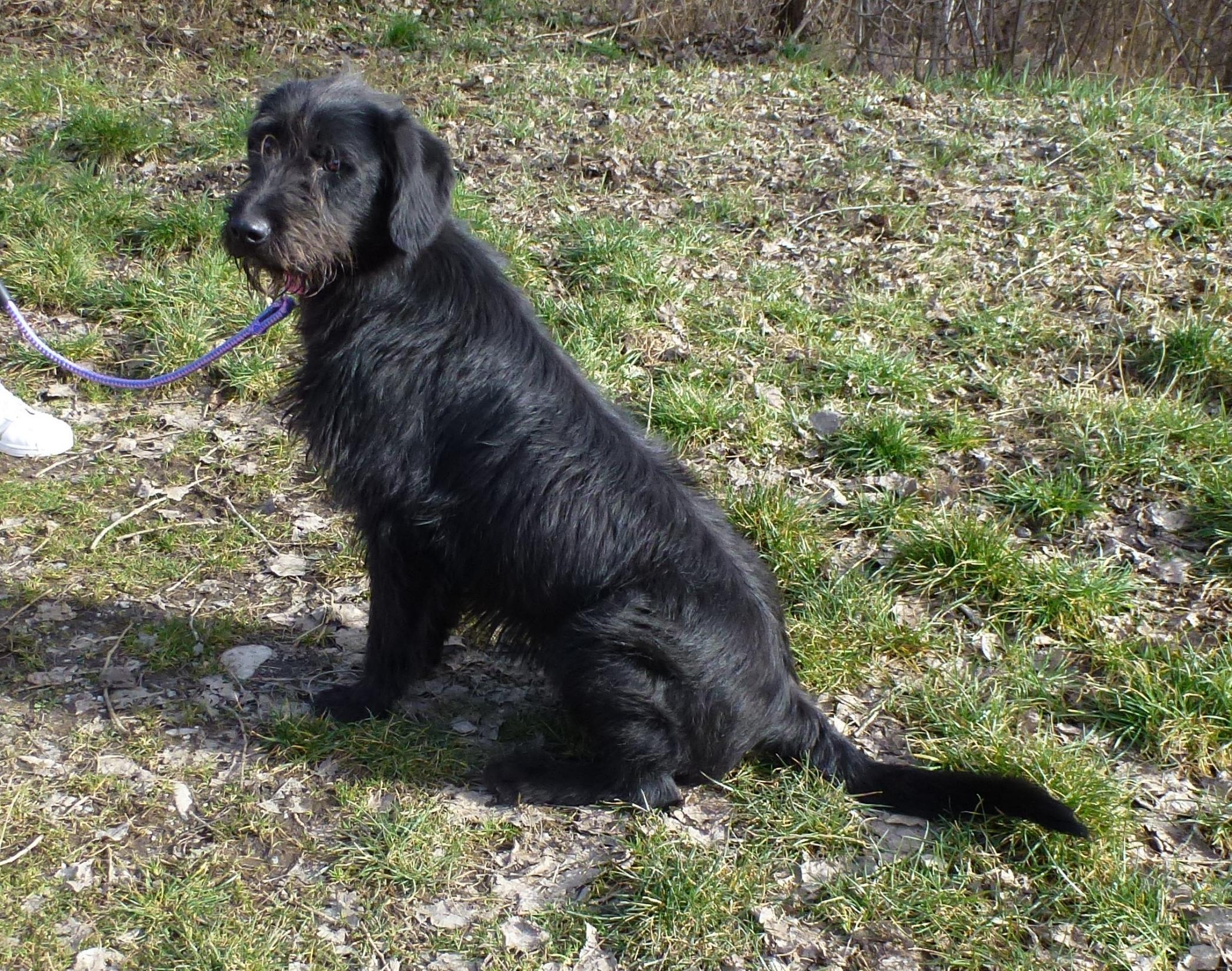 Le chien du mois de mars : Luffy le gros bébé | SPA Hautes-Alpes
