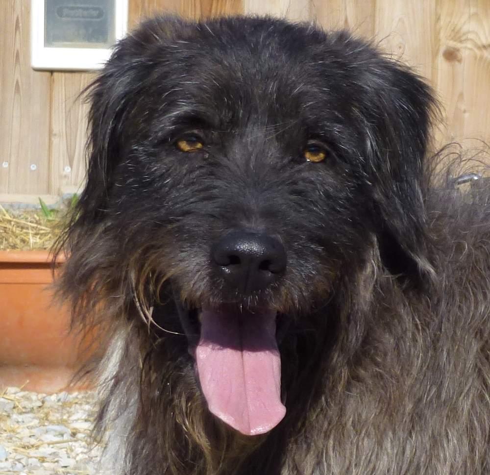 MILORD - griffon noir-gris 2 ans - Refuge La Mascotte à Veynes (05)