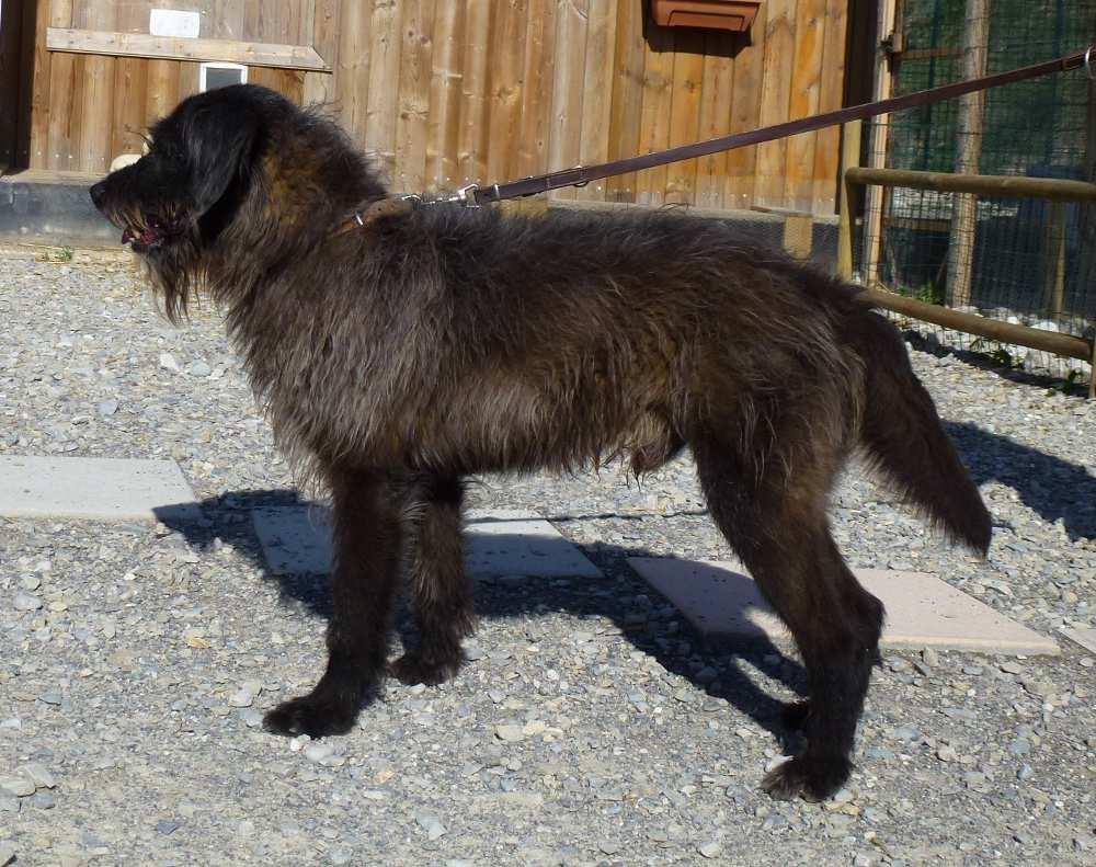 MILORD - griffon noir-gris 2 ans - Refuge La Mascotte à Veynes (05)